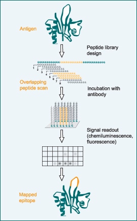 Epitope Mapping - Creative Diagnostics